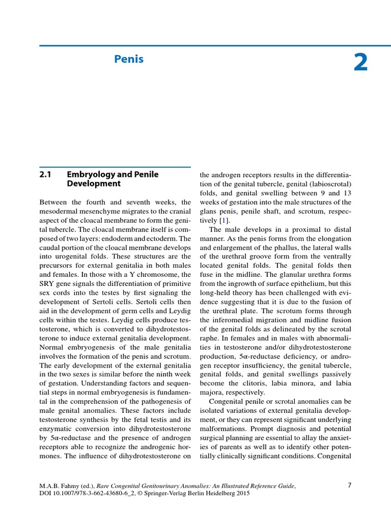 Penis: 2.1 Embryology and Penile Development | PDF | Genitourinary ...