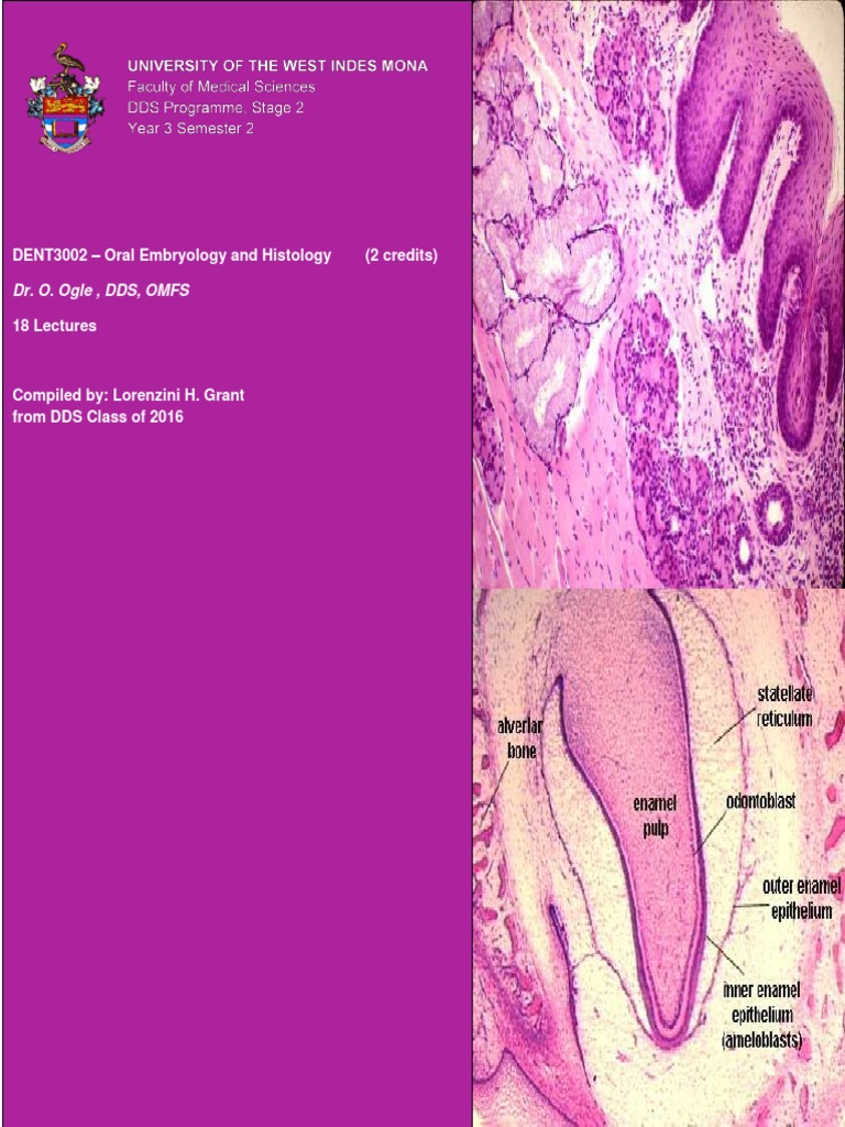 DENT3002 – Oral Embryology and Histology (2 credits): Dr. O. Ogle , DDS ...