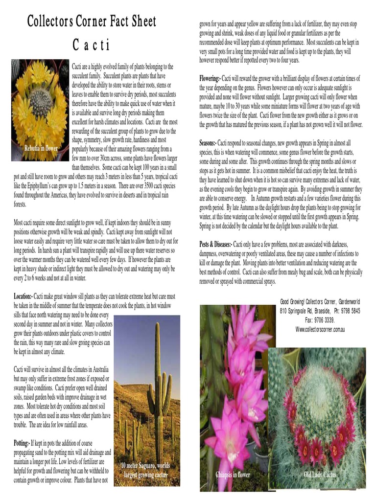 Cacti PDF | PDF | Succulent Plant | Plants