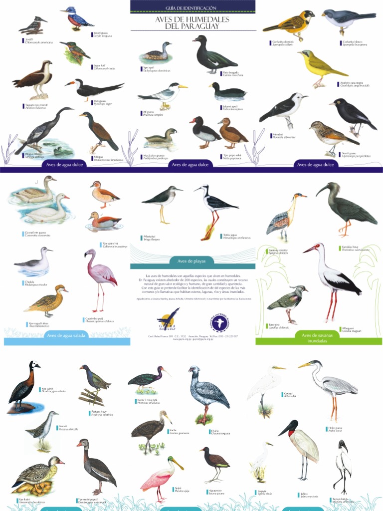 Guia de Identificacion de Aves de Humedales | PDF
