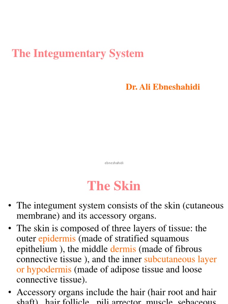 Chap 3 - Integumentary System PDF | PDF | Skin | Epidermis