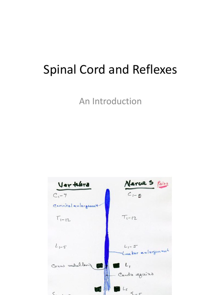 Spinal Cord and Reflexes: An Introduction | PDF | Spinal Cord ...