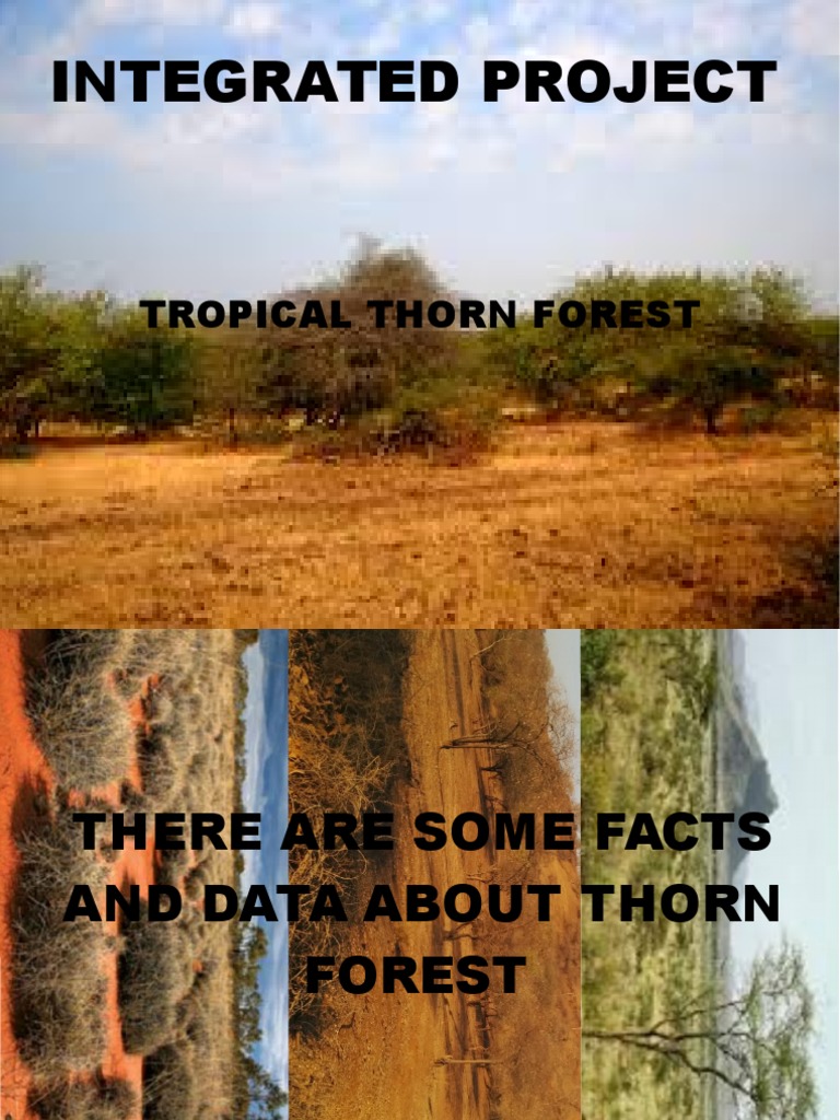 Overview of Tropical Thorn Forests | PDF | Home & Garden