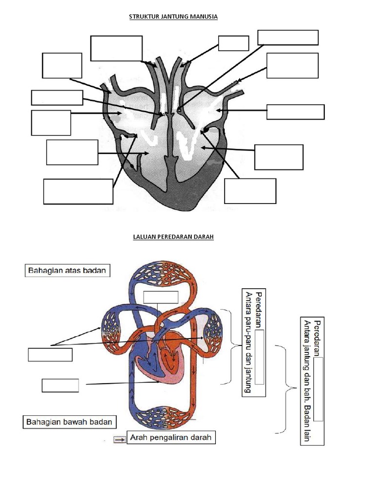 Struktur Jantung Manusia | PDF