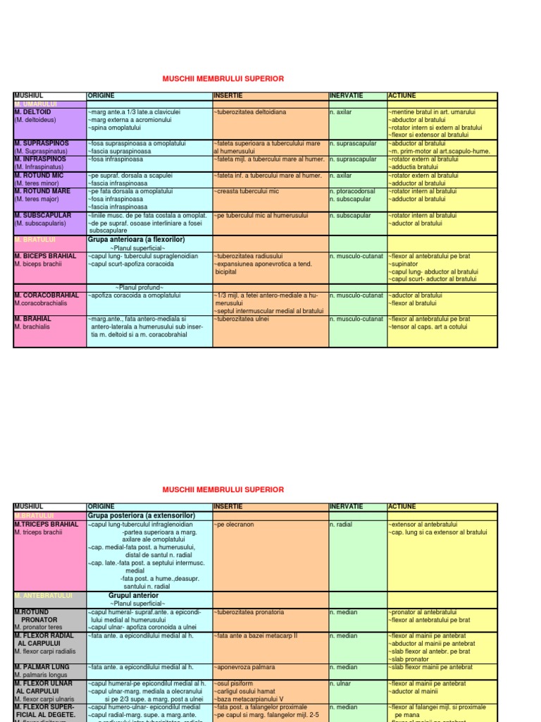 Tabel-Muschi Membrul Superior PDF | PDF