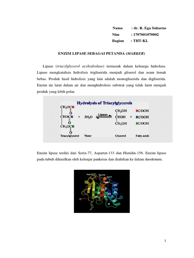 Enzim Lipase Sebagai Marker | PDF