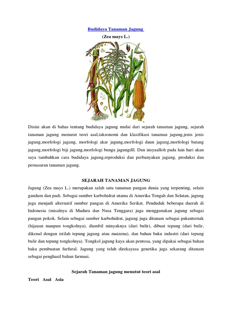 Budidaya Tanaman Jagung PDF | PDF