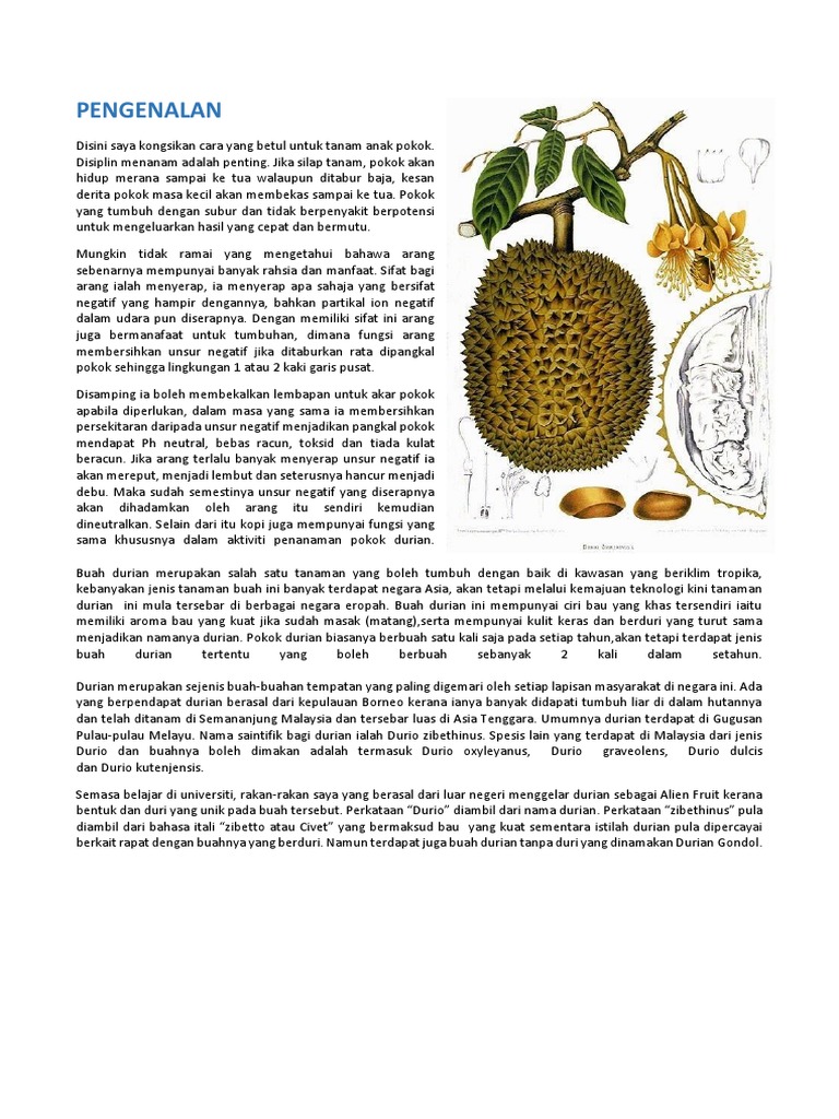 Durian 101 | PDF