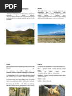 Ichu | PDF | Plantas | Horticultura y jardinería