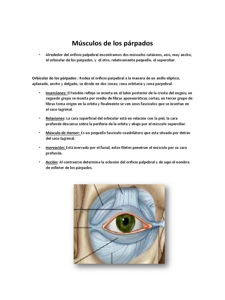Músculos Cutaneos | PDF | Anatomía humana | Anatomía