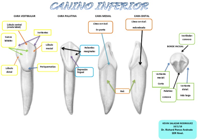 Canino Inferior Dibujo | Anatomia dental | Boca