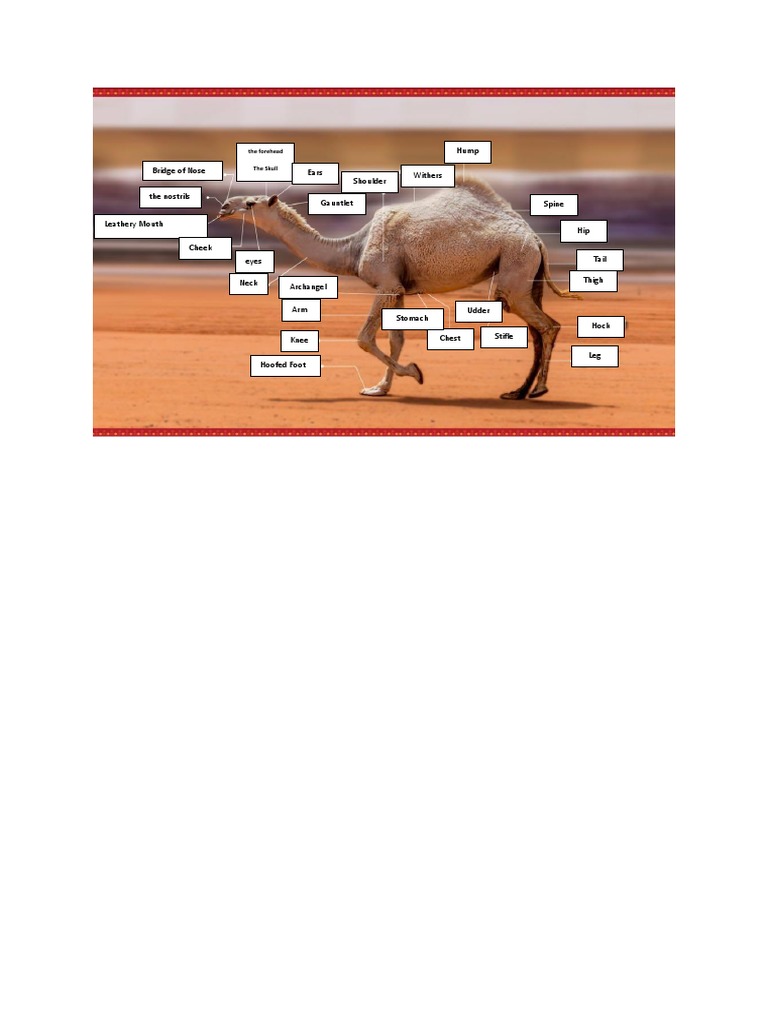 Camel Body Parts | PDF