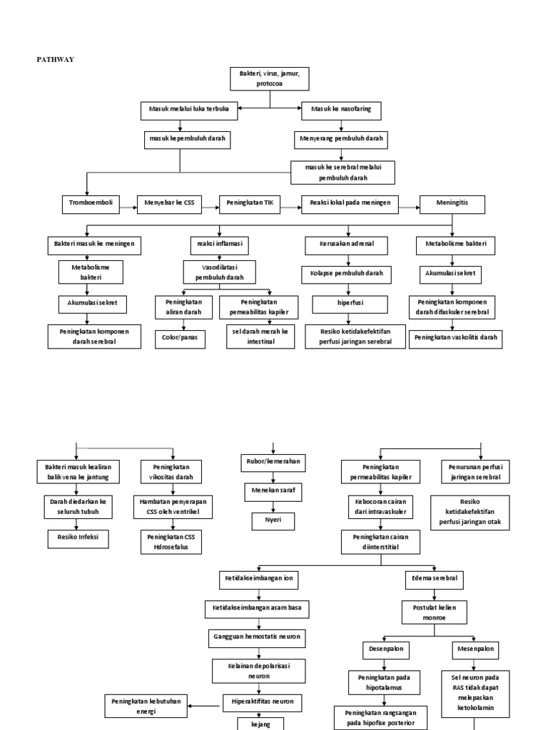 Pathway Meningitis