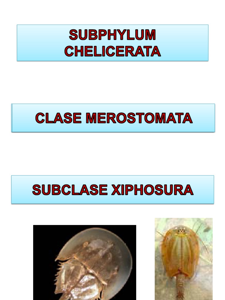 Subphylum Chelicerata | PDF | Araña | Arácnidos