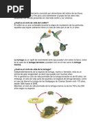 Ciclo de Vida de Las Tortugas Marinas | PDF | Tortuga marina | Tortuga