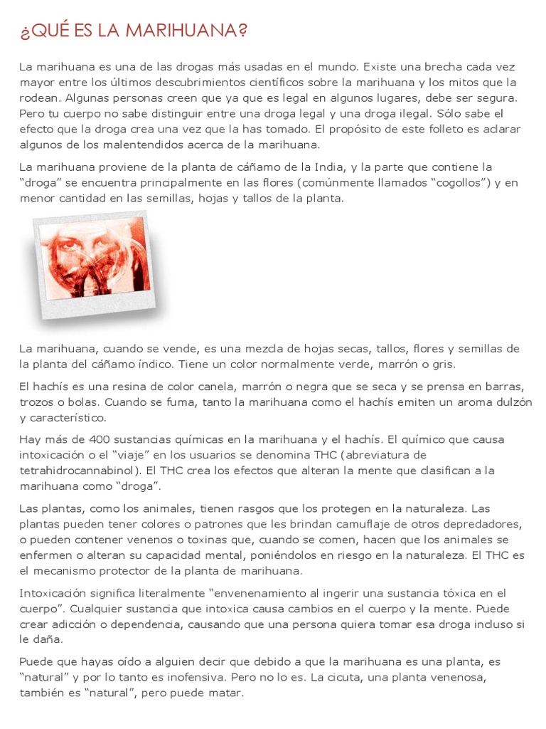 Qué Es La Marihuana Pdf Cannabis Droga Fenciclidina