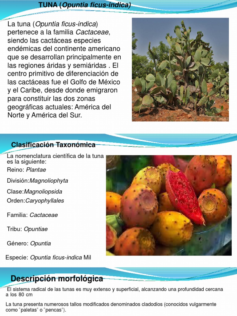 Tuna | PDF | Plantas | Science