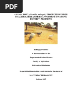 Road Runner Chicken Farming in Zimbabwe | PDF | Chicken | Egg