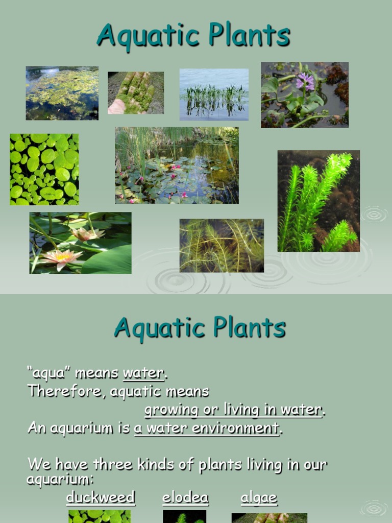 Types of Aquatic Plants Explained | PDF | Plants | Photosynthesis