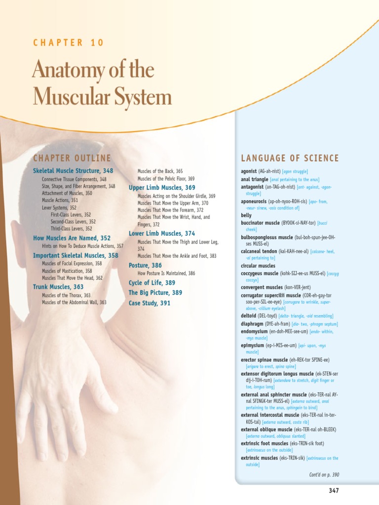 Anatomy Of The Muscular System PDF PDF