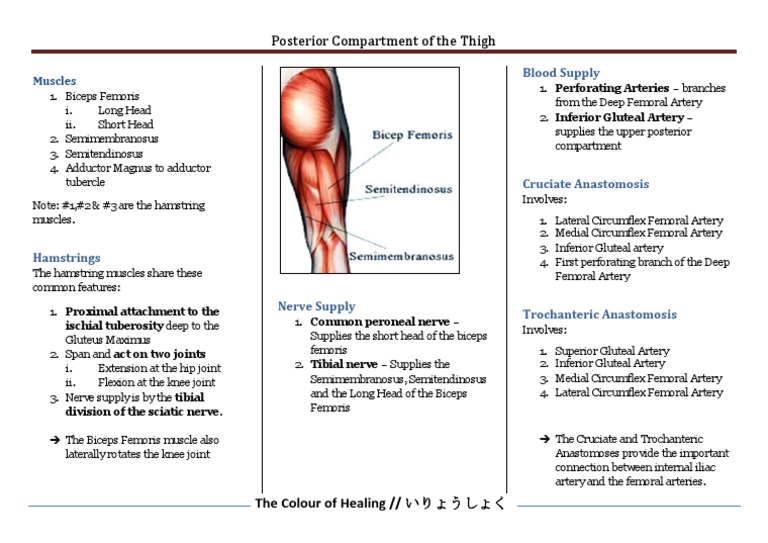 Medial Circumflex Femoral Artery Branches