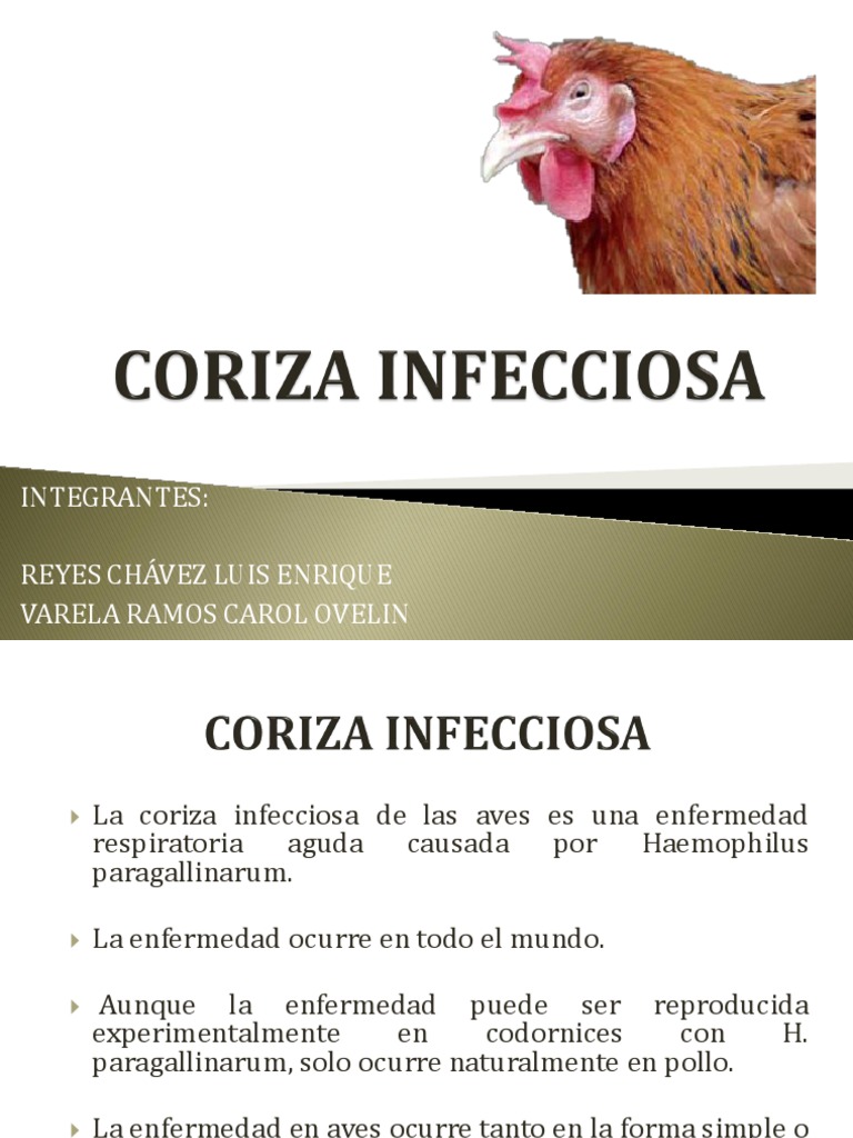 CORIZA INFECCIOSA AVIAR | Resfriado común | Infección