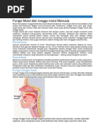 Struktur dan Fungsi Anatomi Mulut | PDF