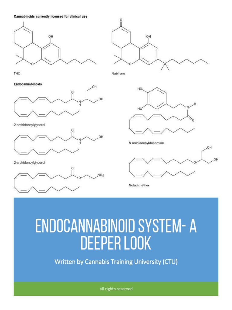 Endocannabinoid System a Deeper Look | Neurochemistry | Neurophysiology