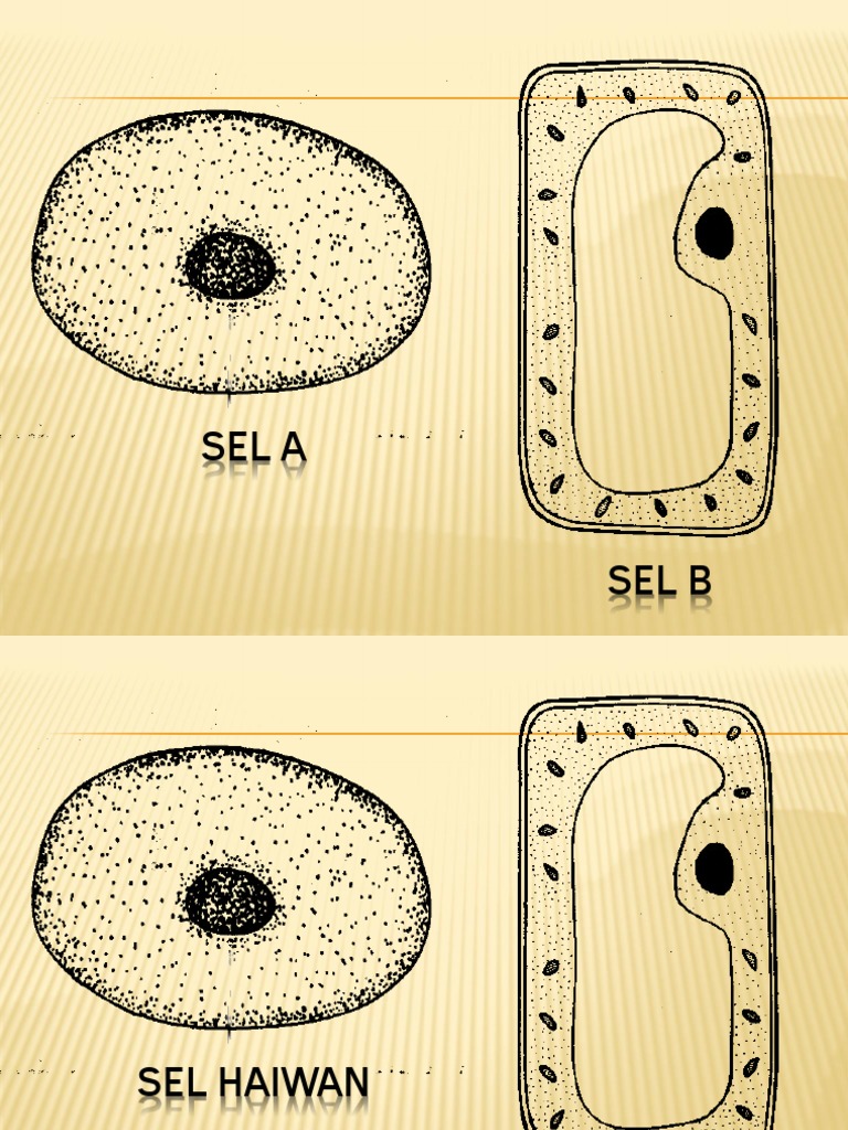 Fungsi Struktur Sel Haiwan Dan Sel Tumbuhan | PDF