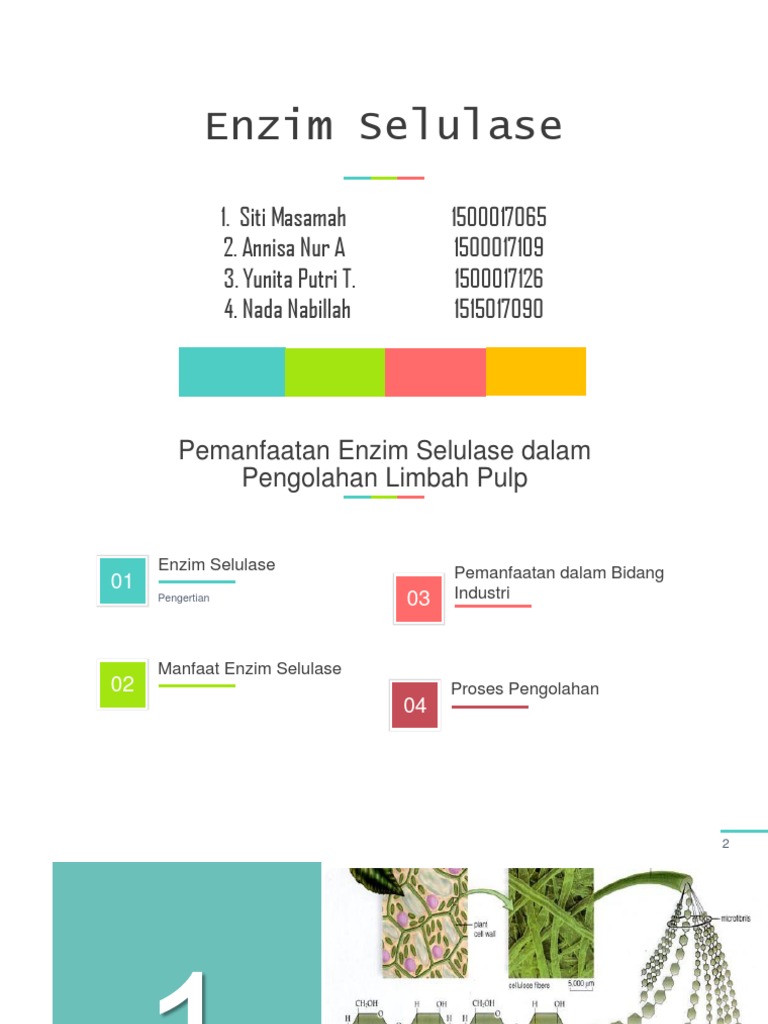 Enzim Selulase | PDF