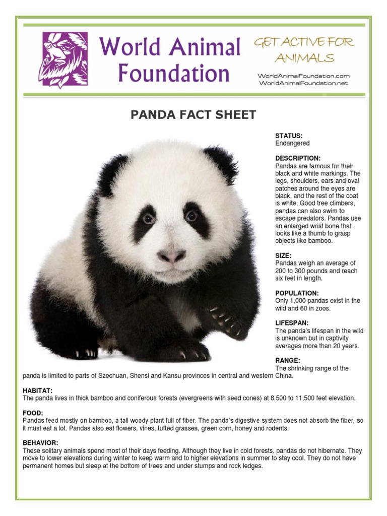Panda | PDF | Giant Panda | Bears