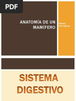 Anatomia de La Rata Externa e Interna Tacher | PDF | Riñón | Abdomen