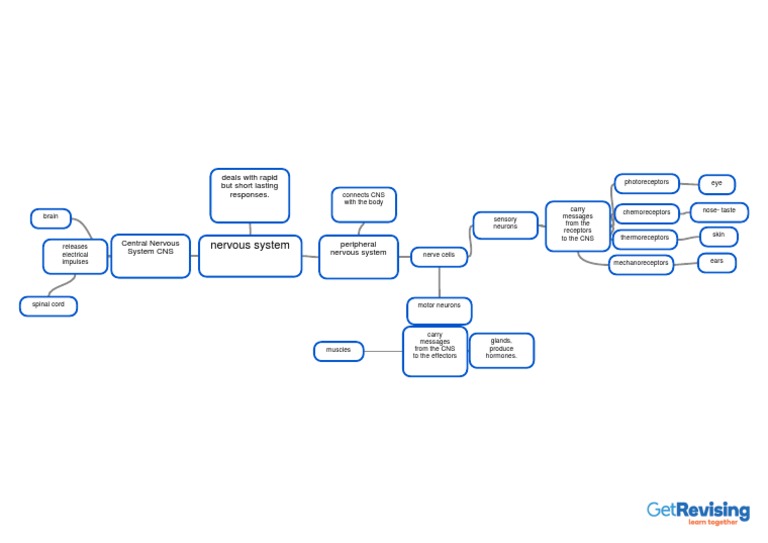 Nervous System Mind Map | PDF | Nervous System | Physiology