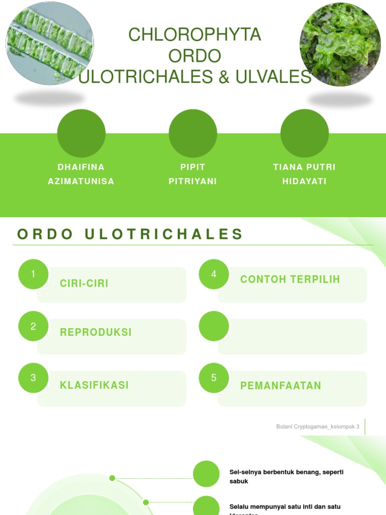 Ulothricales & Ulvales | PDF