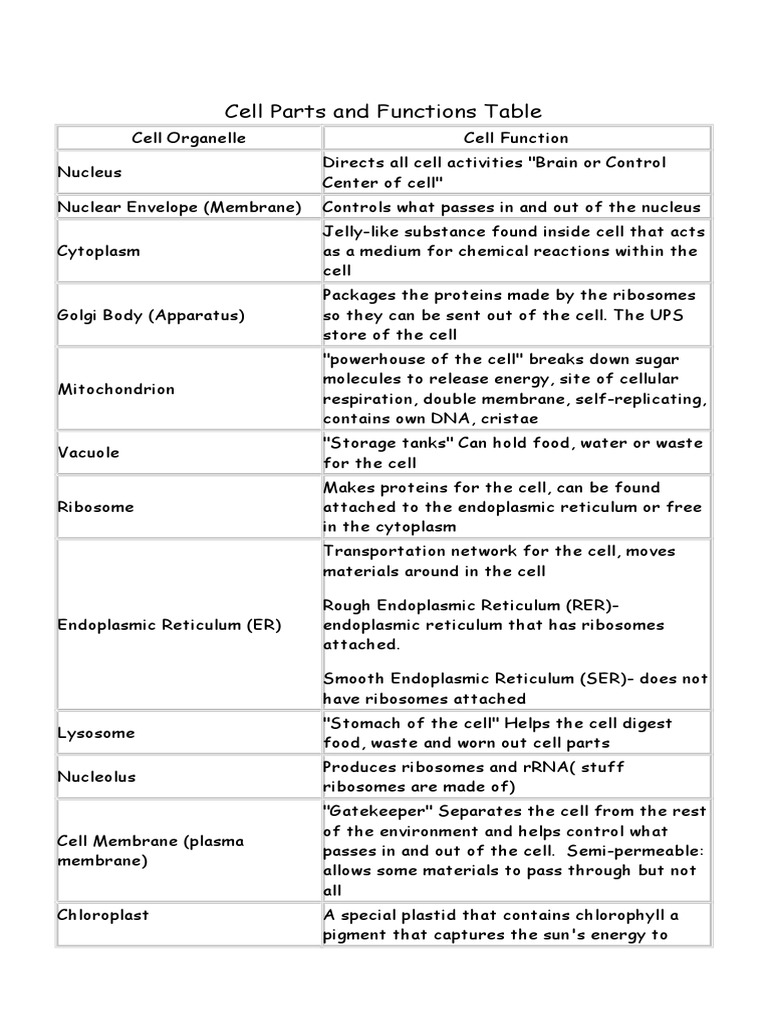 Cell Parts & Functions Table | PDF | Endoplasmic Reticulum | Cell (Biology)