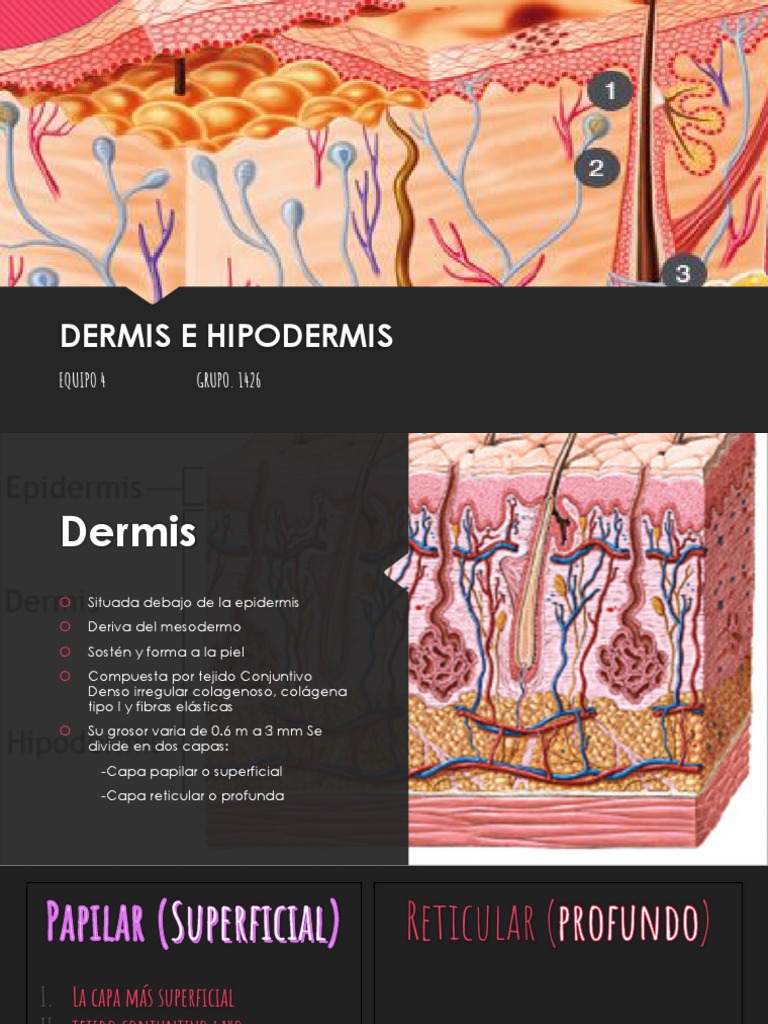Estructura de la Dermis e Hipodermis | PDF | Tejido conectivo | Órgano ...