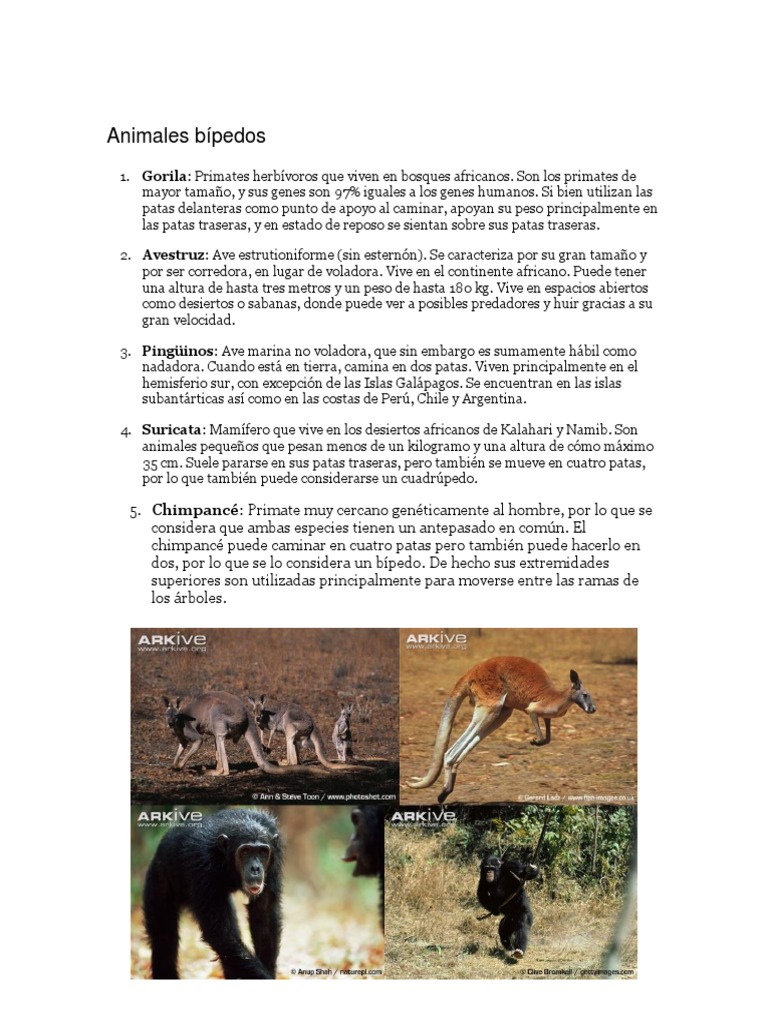 Animales Bípedos | PDF | Pulpo | Hexapoda
