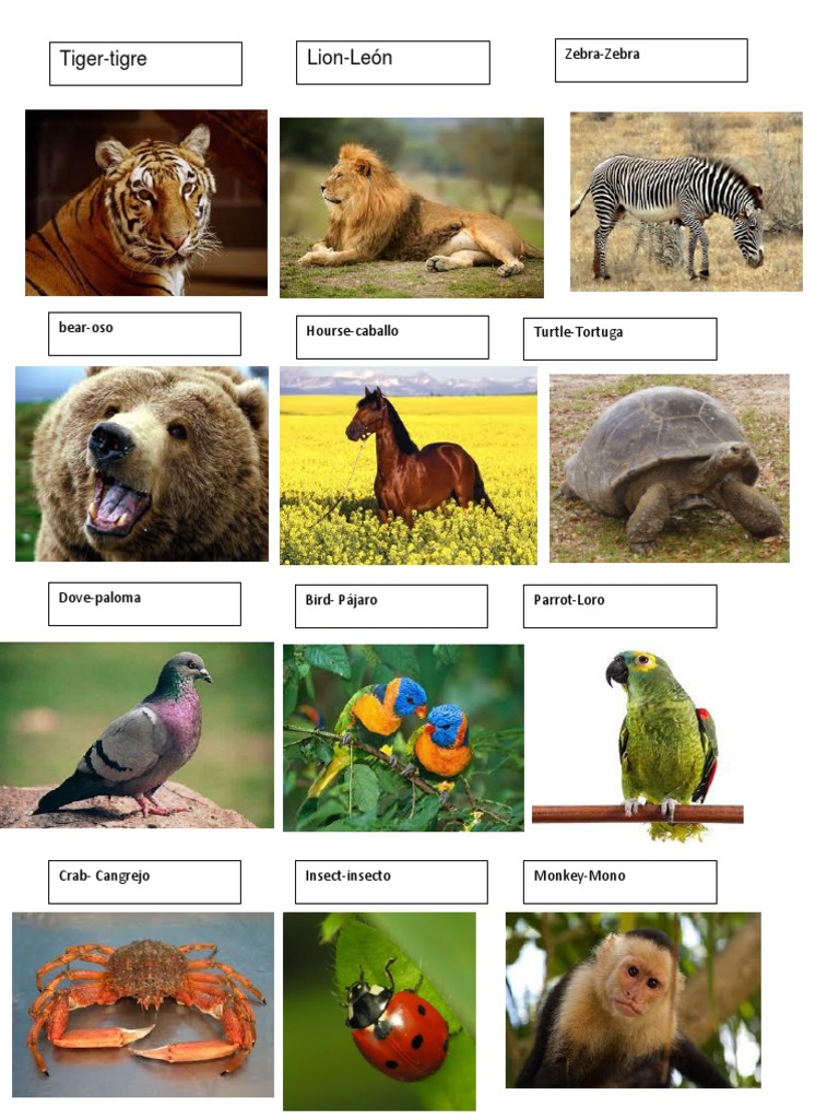 Nombres de 30 animales en inglés y español | PDF