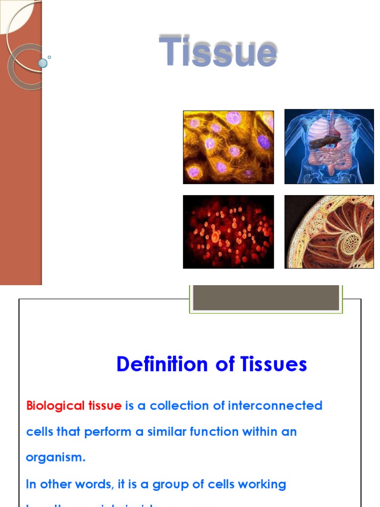 Tissues | Download Free PDF | Epithelium | Tissue (Biology)