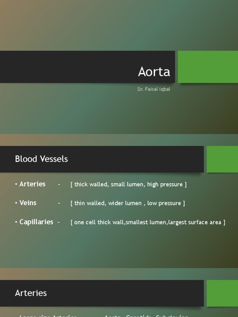 An In-Depth Look at the Structure and Branches of the Aorta | PDF ...