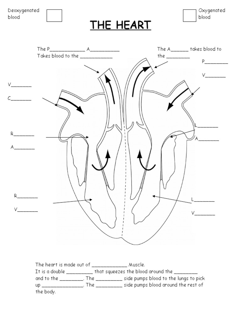 Heart Worksheet | PDF | Heart Valve | Atrium (Heart)