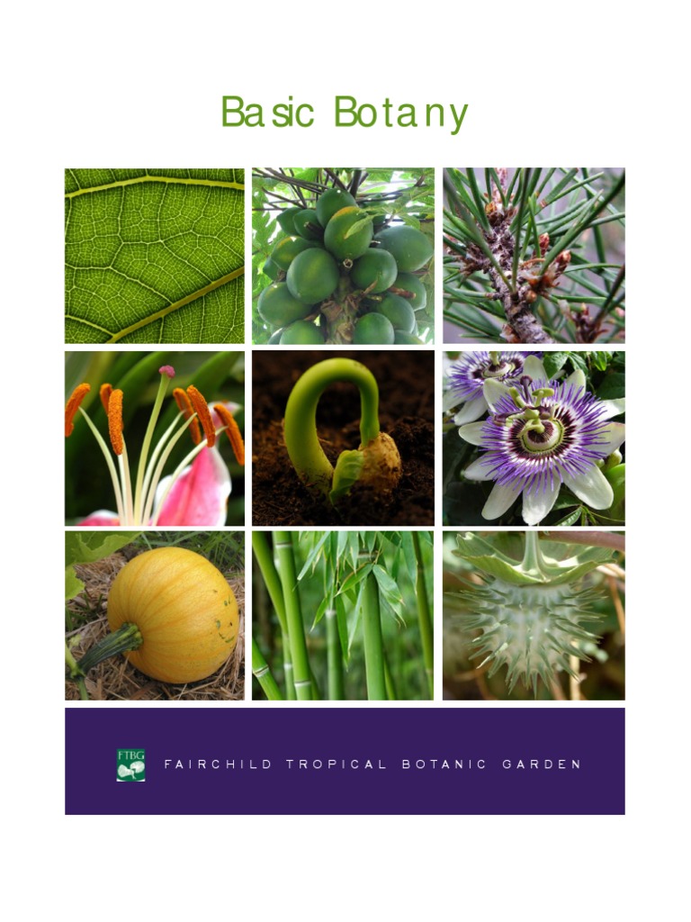 Basic Concepts of Botany Guide | PDF | Photosynthesis | Bark