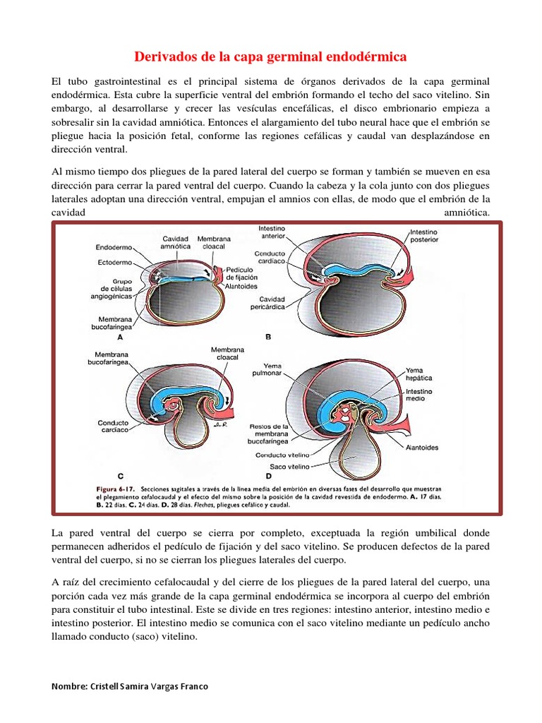 Derivados de La Capa Germinal Endodérmica | Gene | Anatomía