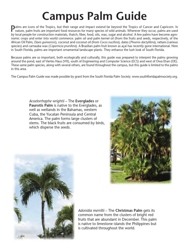 Florida Palm Tree Identification Guide | PDF | Arecaceae | Flora