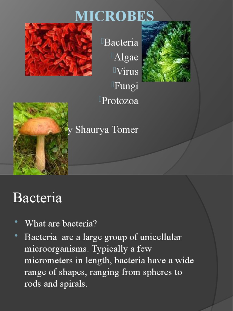 Overview of Microorganisms: Bacteria, Algae, Fungi, Protozoa, and ...