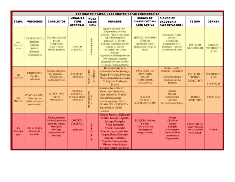 Las 4 Capas Embrionarias Segun Hamer