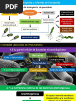 Tipos de Movilidad Bacteriana y Flagelos | PDF | Las bacterias ...