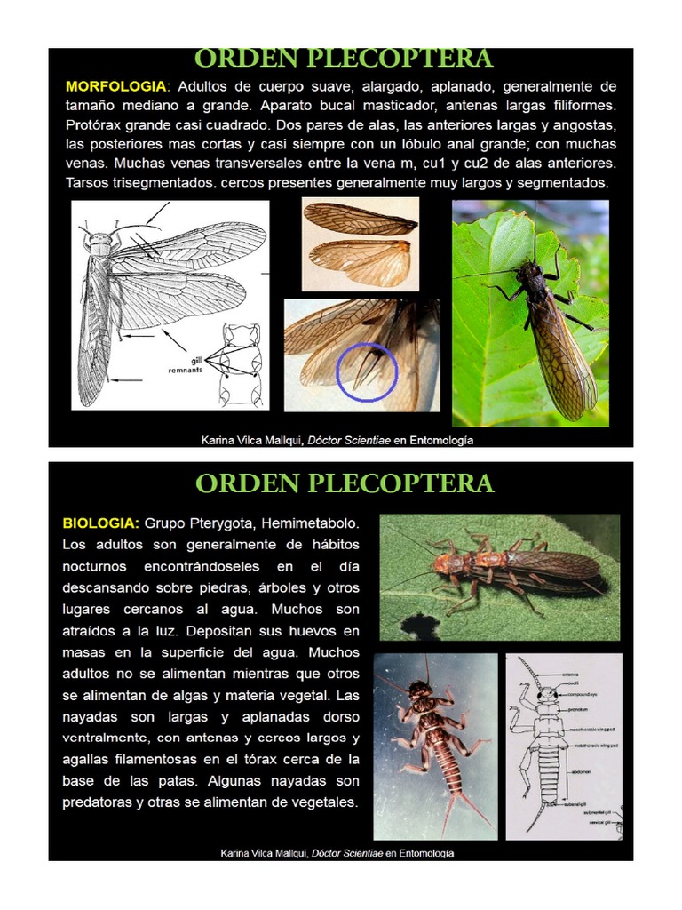 Subclase Pterigota Plecoptera - Thysanoptera PDF | PDF