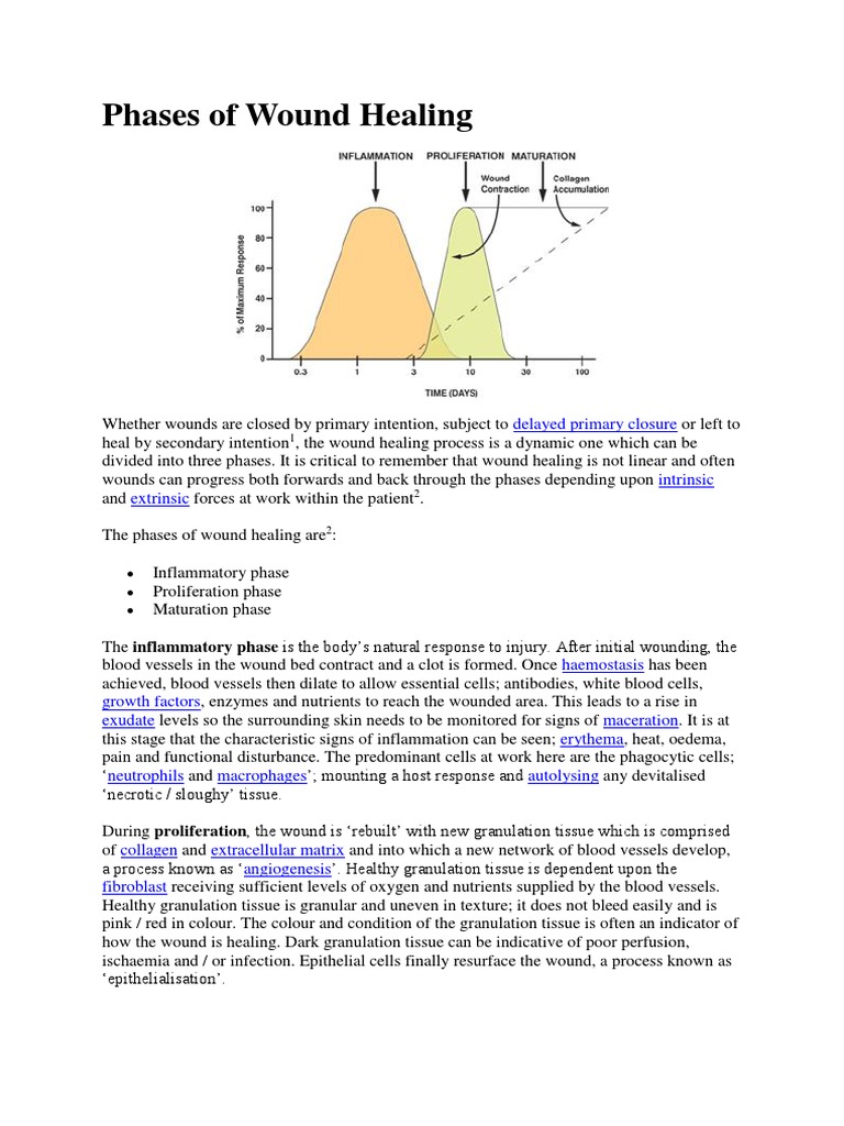 Phases of Wound Healing | PDF