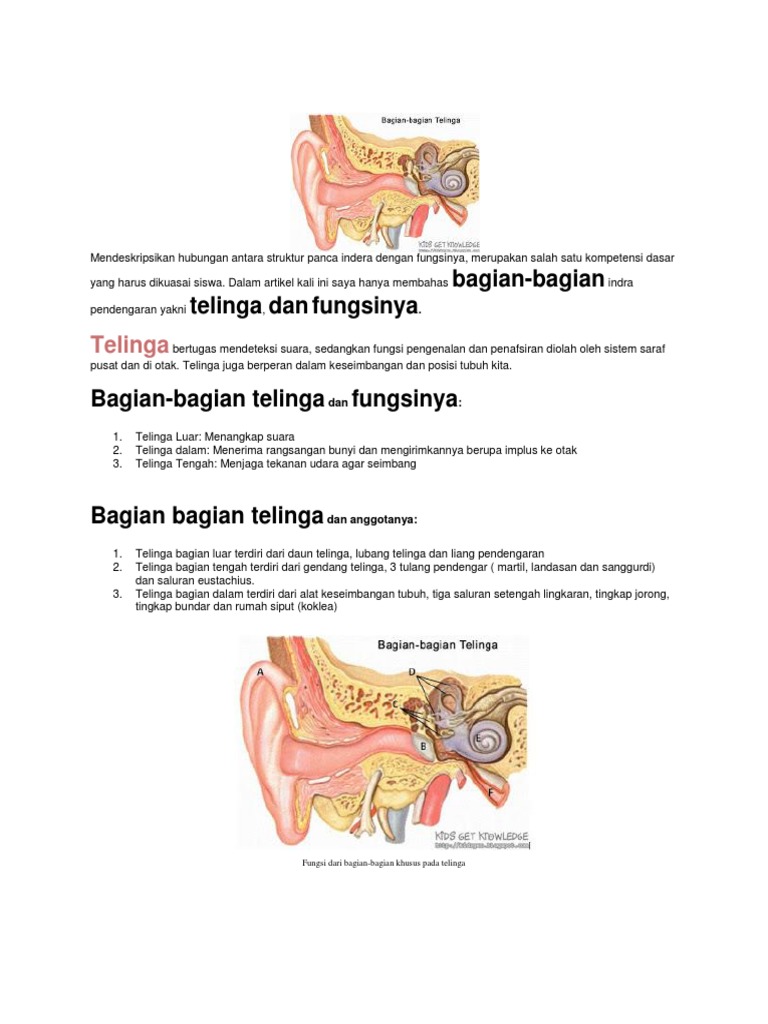 Bagian Bagian Telinga Dan Fungsinya | PDF
